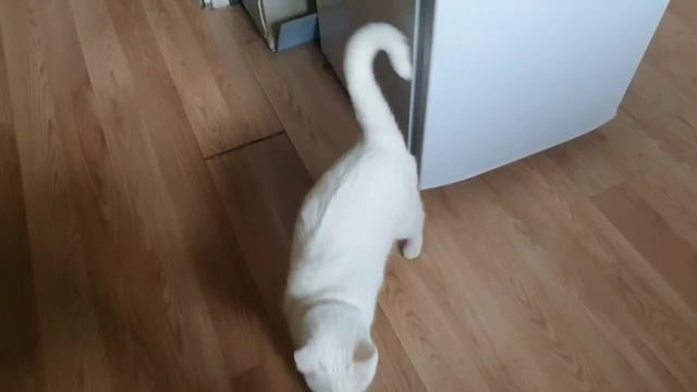 Милка ждёт вкусняшку