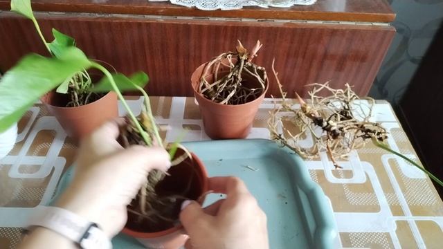 Антуриумы на передержку 🫣