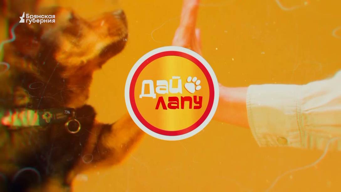 Дай лапу! Выпуск 65