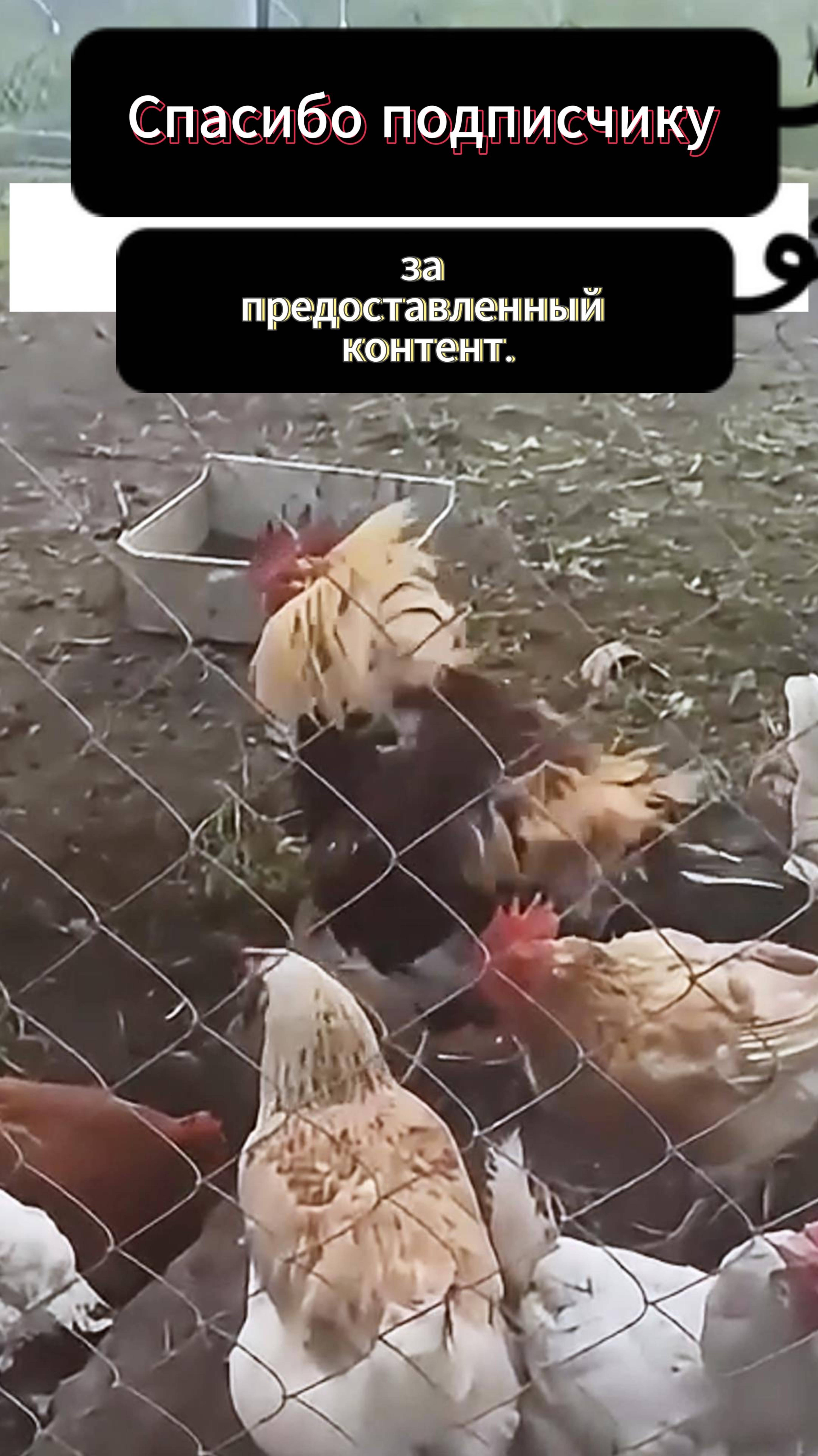 Контент от подписчика.