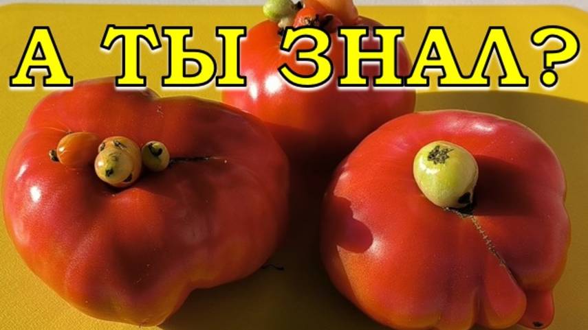 Вторичный рост ТОМАТОВ: почему так бывает и можно ли их есть🍅🍅🍅