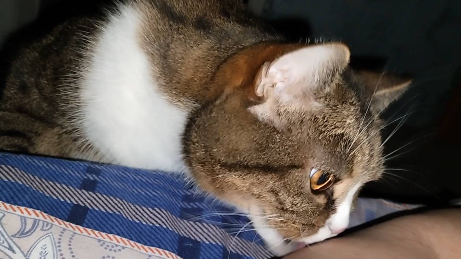Как кот меня будит