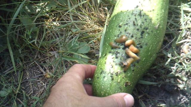 Слизни прячутся от Солнца под кабачком !