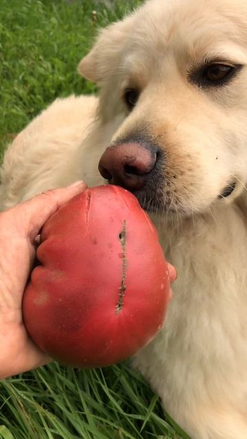 Наш первый большой помидор 🍅
