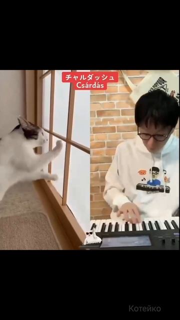 Новая кото музыка 🎹
