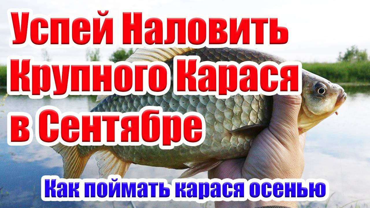 Как Успешно ловить Карася в Сентябре. На что ловить карася осенью. Рыбалка на карася.