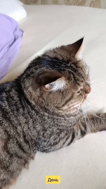 Сплю с котом