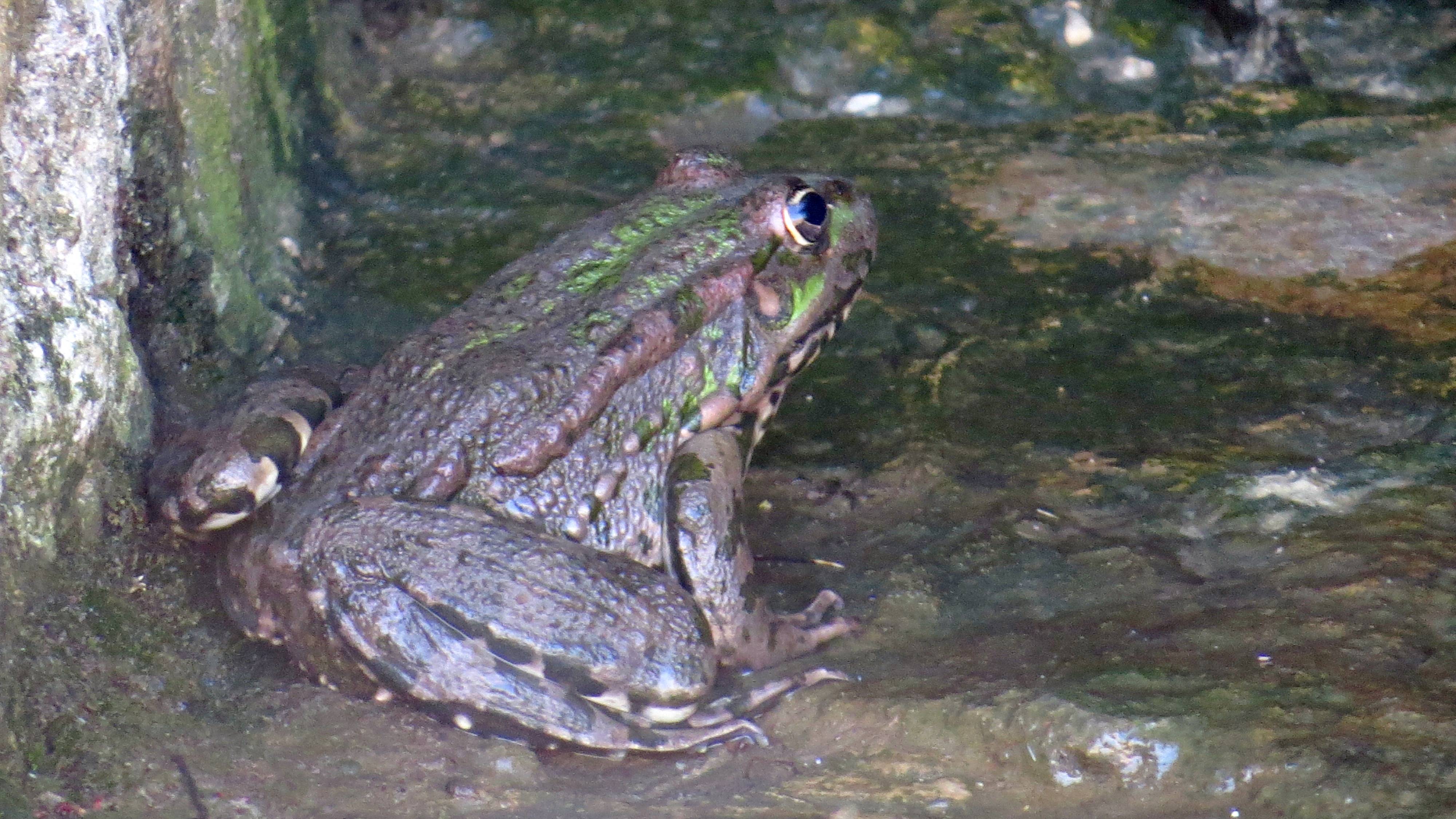 Август у Татарского родника.