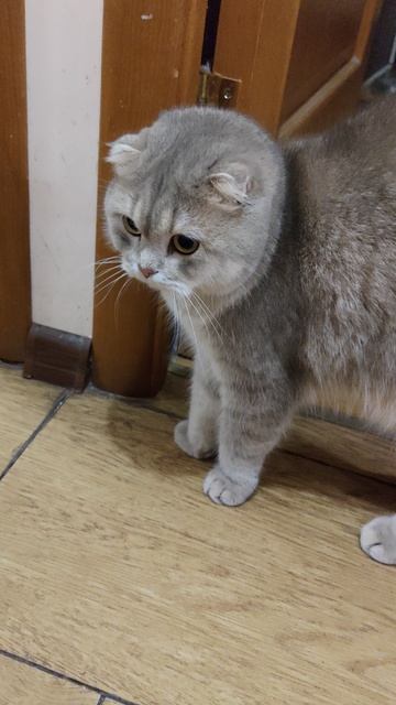 Аппа в гостях у Микиса