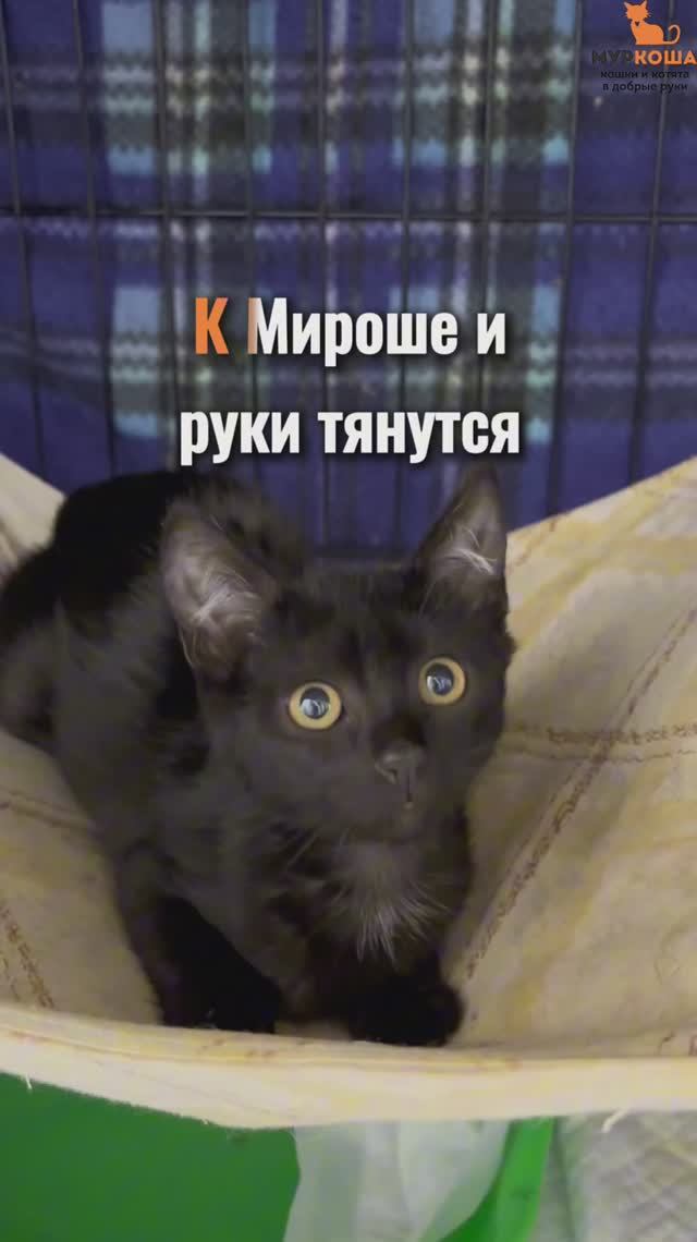 Мироша (уже дома)