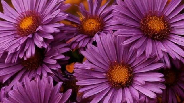 Пахнет августом, пахнет осенью Наталья Фаренбрух Артём стихи Ольга Назаренко Авт вид НРудакова