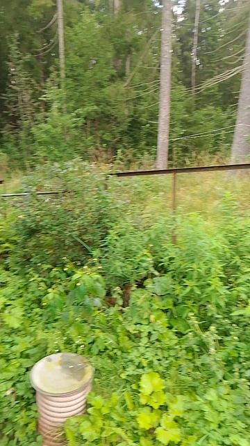 24.08.2025 - 8 утра