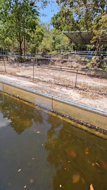 #shorts #вьетнам #фукуок Где проходят собачьи бега на о.Фукуок