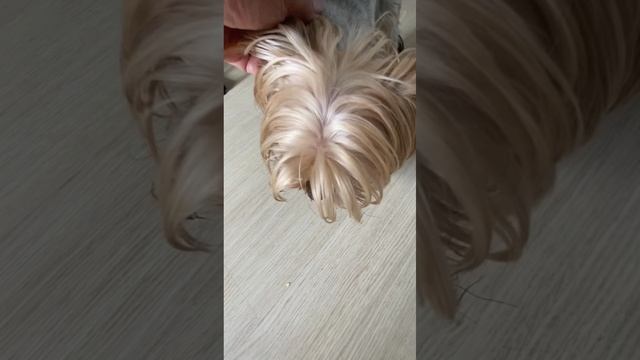 Дружно консервируем огурцы)