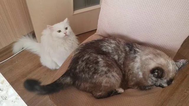 Леся и Сёма - Озорные домогательства