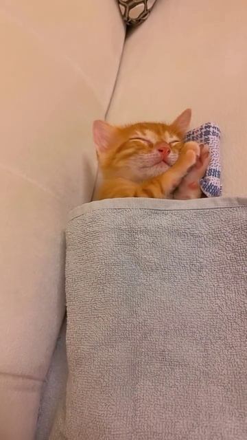 Сладких снов, 🐈