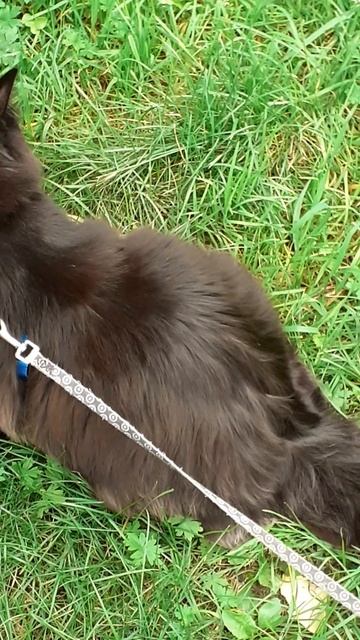 Котики Мишка с Тишкой.