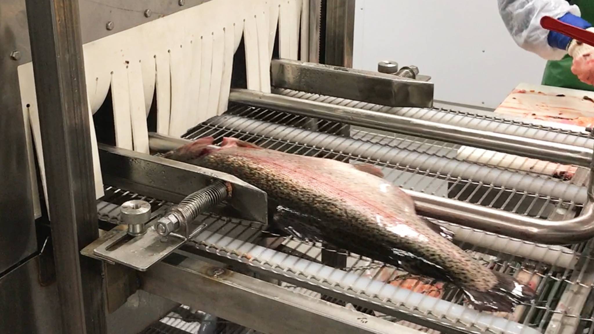 Машина мойки охлажденной красной (лососёвой) рыбы и промывание брюшной полости.