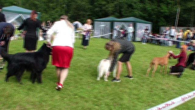 HDV_5767бестветераныпамятилакатош