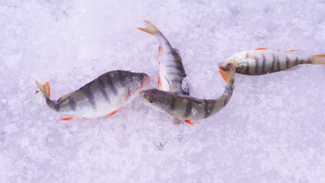 "НАРОДНЫЙ ПРОЕКТ АЛТАЙ"