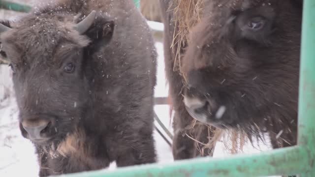 Зубры в Приокско-Террасном заповеднике