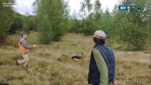 Трех краснокнижных птиц выпустили на природу из реабилитационного центра Владимира