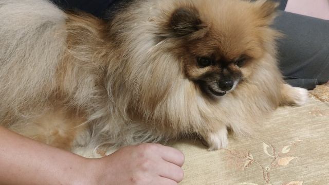 🐶 Маленький шпиц в ярости от ласки / Собака - рычака🤣