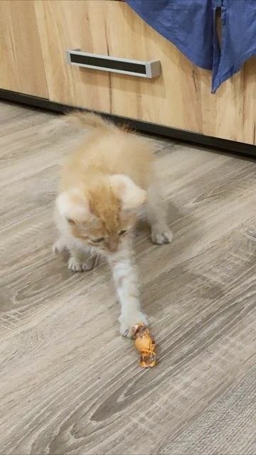 Милый котёнок играет. Рыжий котёнок. #котята