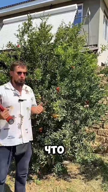Маленькие плоды не вызревают - что делать?