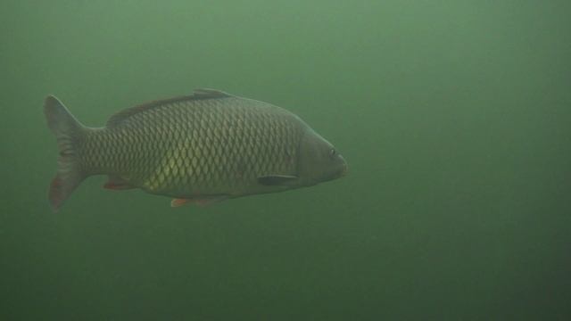 "О ЧЕМ МОЛЧАТ РЫБЫ"