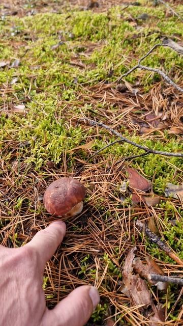 Первая находка. Белый боровой гриб