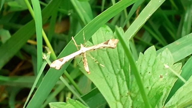 пальцекрылка мать-и-мачеховая (Platyptilia gonodactyla)