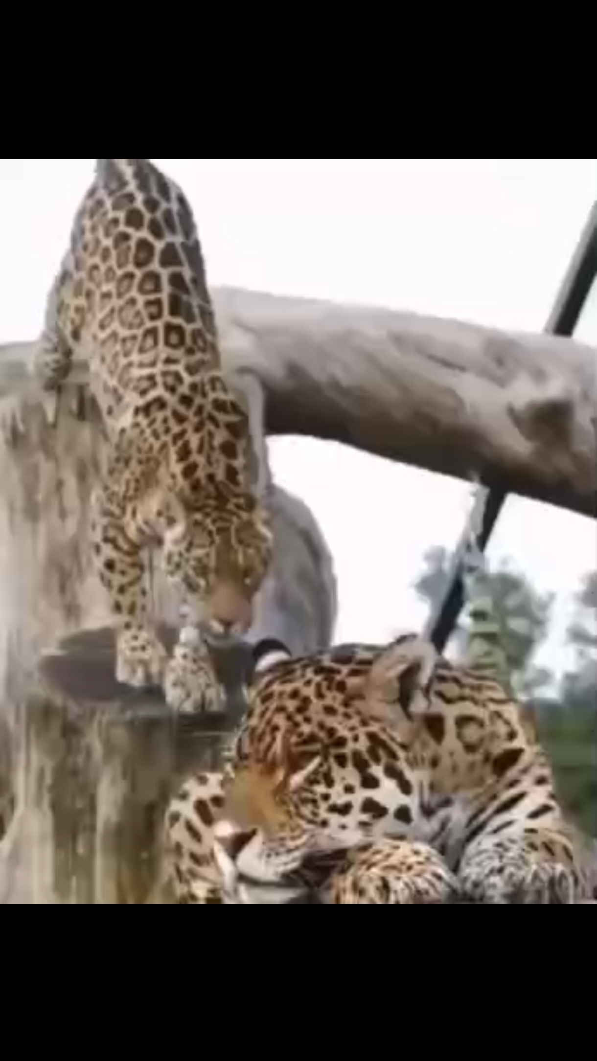 К тебе можно? 😺