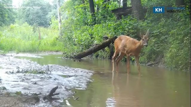 Фотоловушка запечатлела разнообразие зверей в Калужском заповеднике