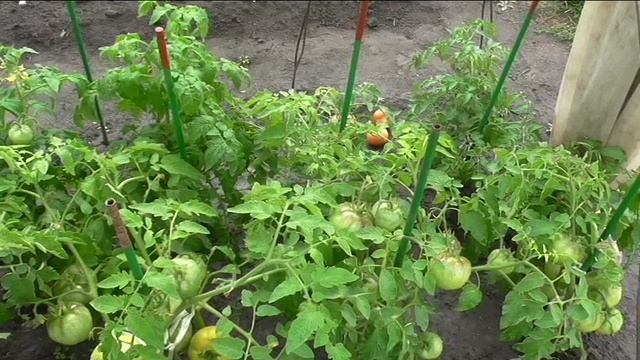 Зачем выращиваю безрассадные помидоры