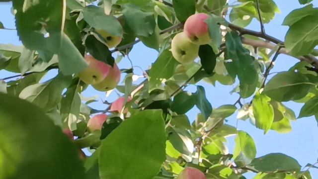 ПРОГУЛКИ ФОНТАН БЕЛКИ пчелы шмели ЦВЕТЫ симметрии красоты жизнь ПЧЕЛЫ -дорога цветов2Х