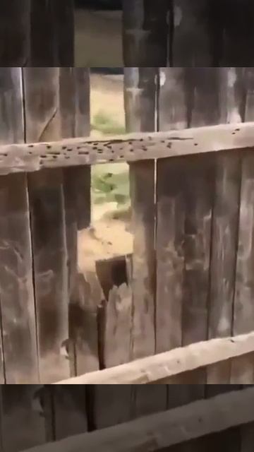 Осторожно, злая собака 🙀