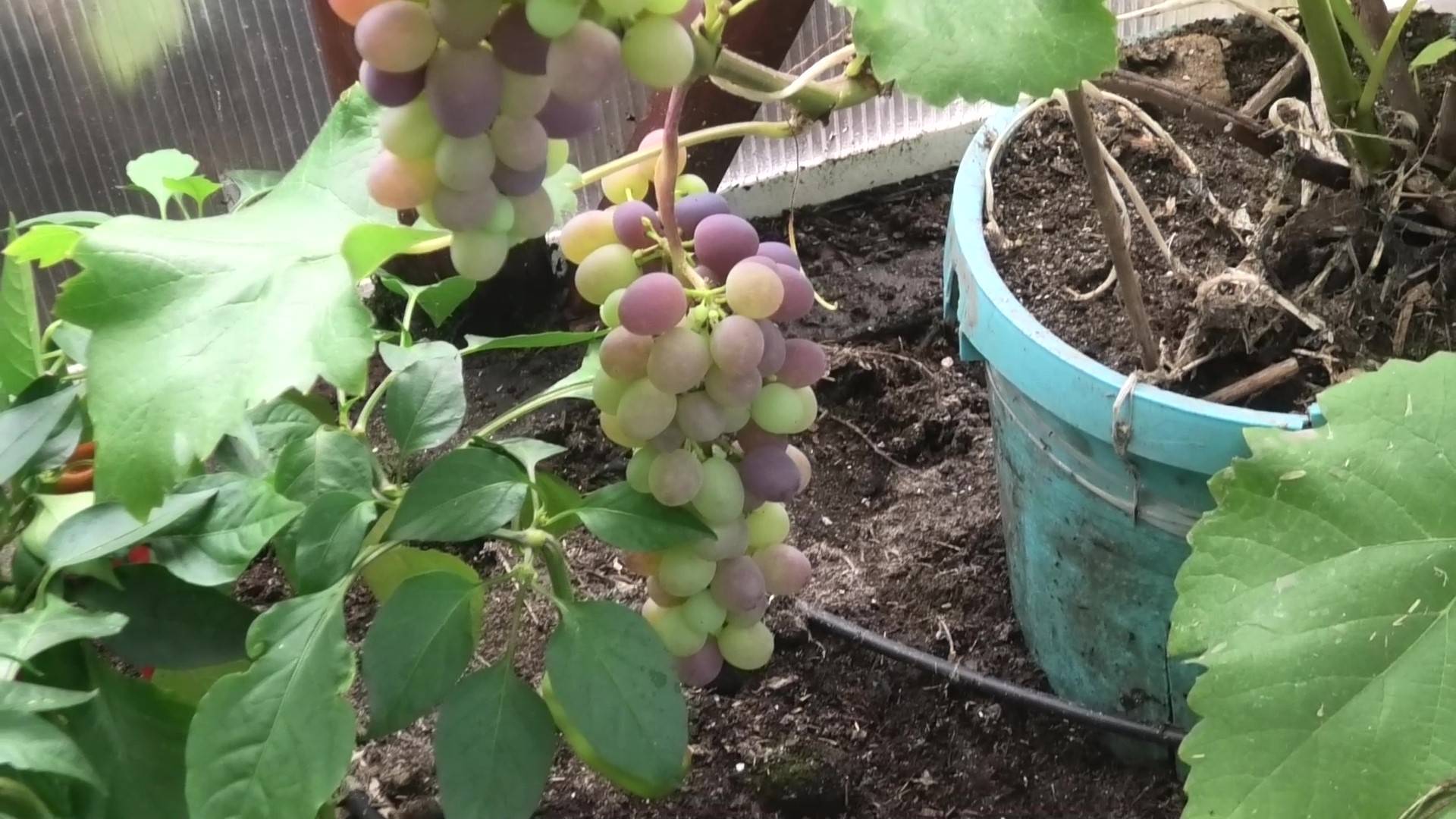 19-24 08 25г дачные дела, виноградный напиток