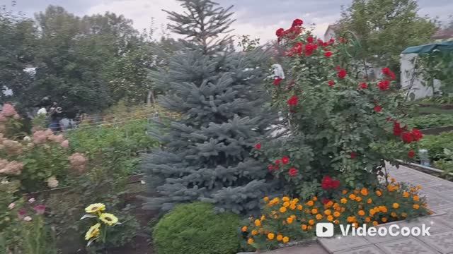 Vlog/101/На даче, собираем урожай/ К свахе в гости/ Перерабатываем урожай...