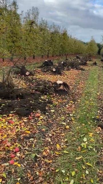 🟢 BI300 Лесные валочные ножницы @OMEFGROUP на экскаваторе Hitachi Zaxis 13tons appletrees