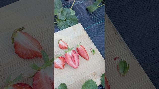 Небольшой обзор на азиатские ( Китайские, Японские)сорта земляники🍓.mp4