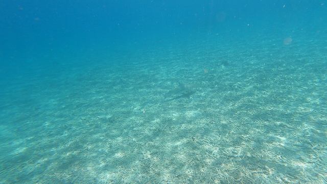 Акула плывет над разрушенными кораллами на острове Ланг Тенга Малайзия