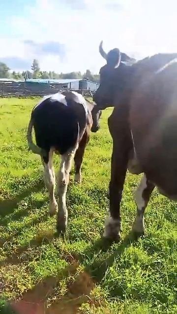 голштинской породы