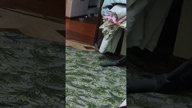 Мой