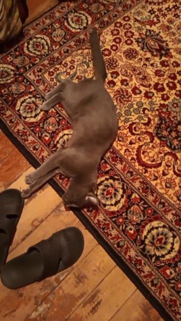 Кот Атос играет #shorts #котатос #котиграет #атос #кошачьиигры