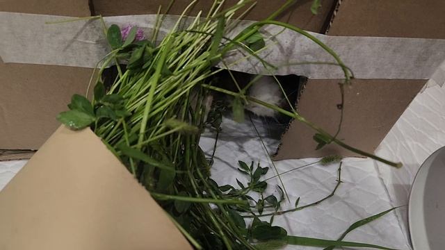 Няни для морских свинок Улли и Пулли на выходные