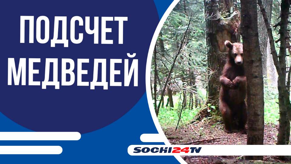 В Кавказском заповеднике посчитали медведей