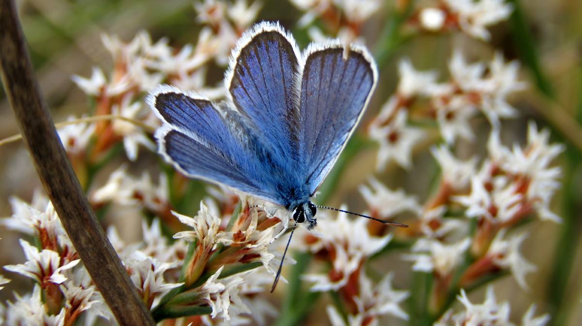 Крымский август.