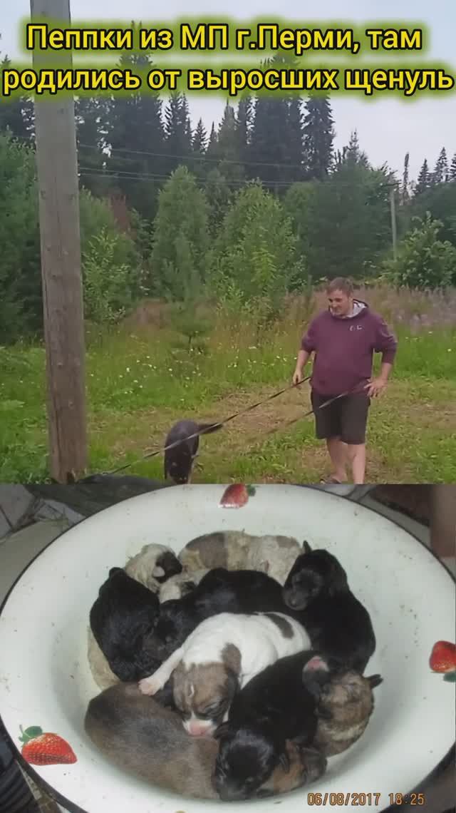 Пеппочки особенные сободевочки