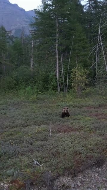 Встретил медведя в лесу